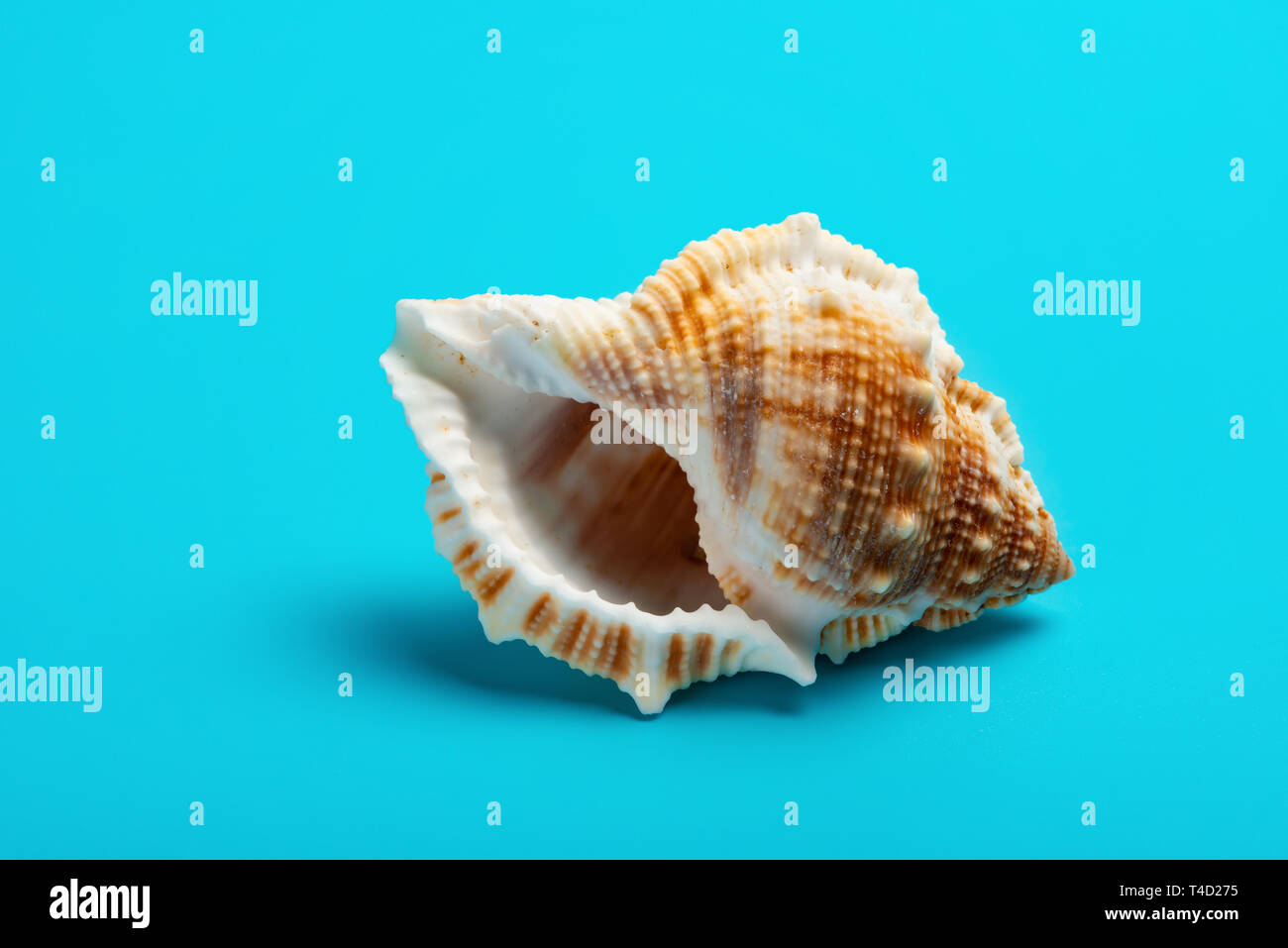 conch shell on a blue background Stock Photo - Alamy