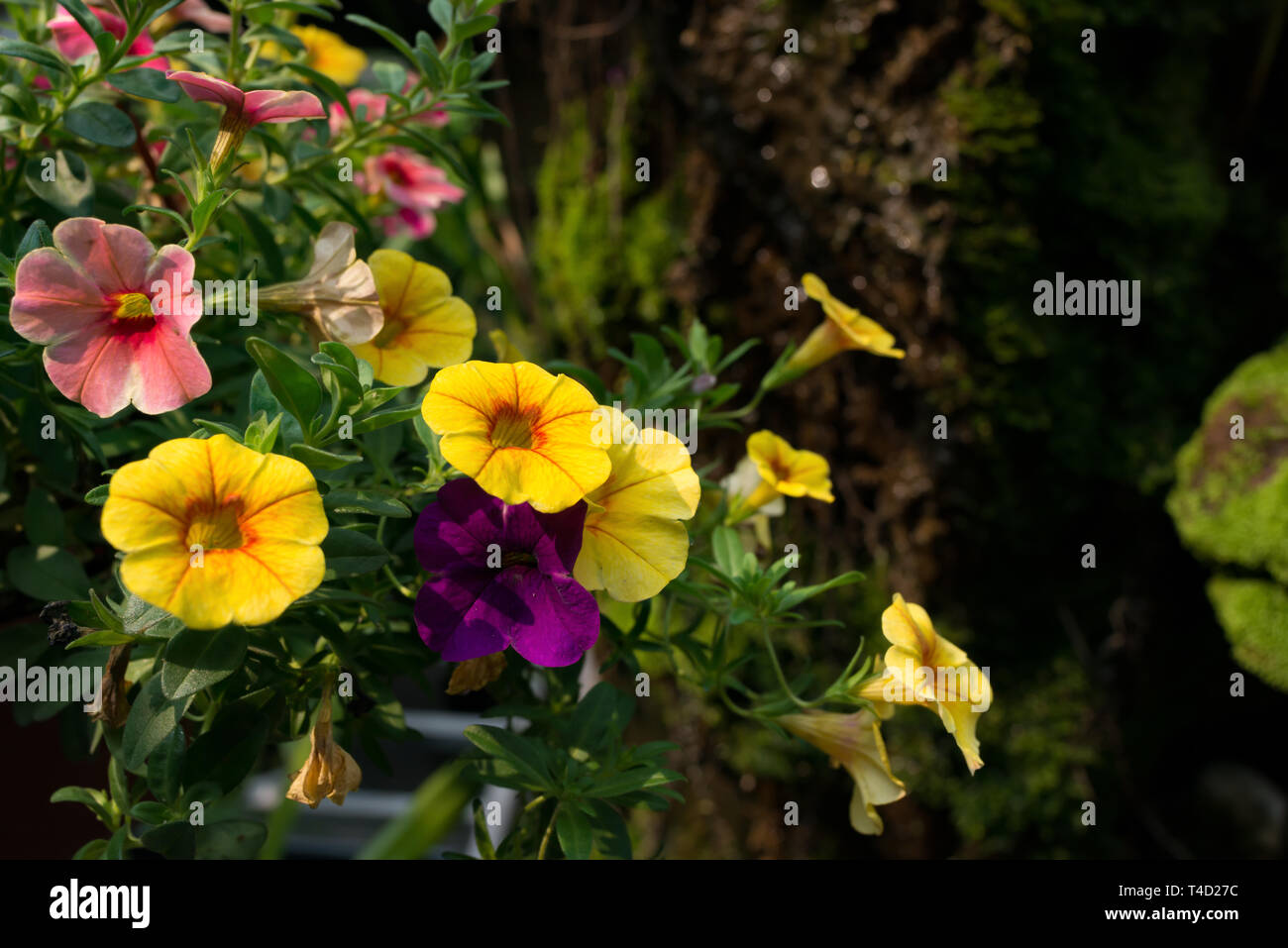 beautiful and colorful flowers on road side Stock Photo - Alamy