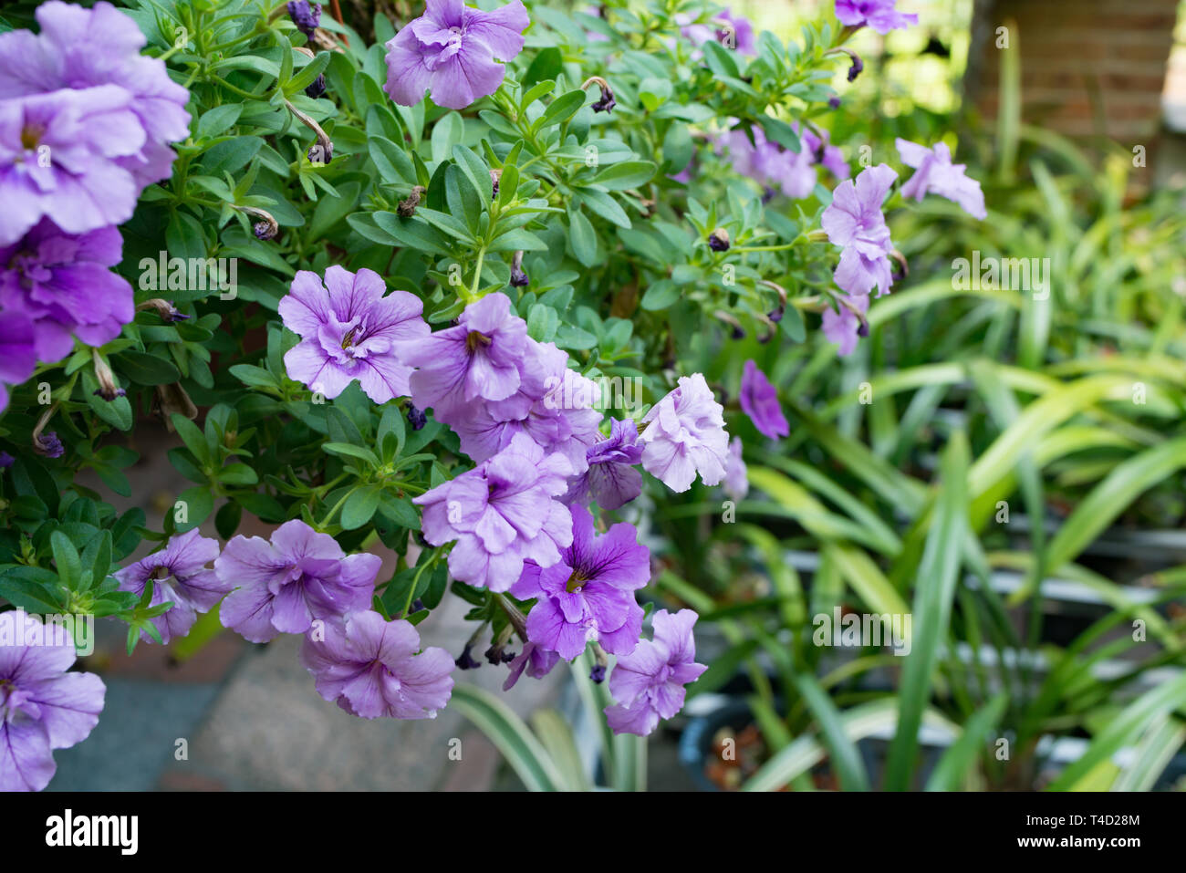 Flowers on road hi-res stock photography and images - Alamy