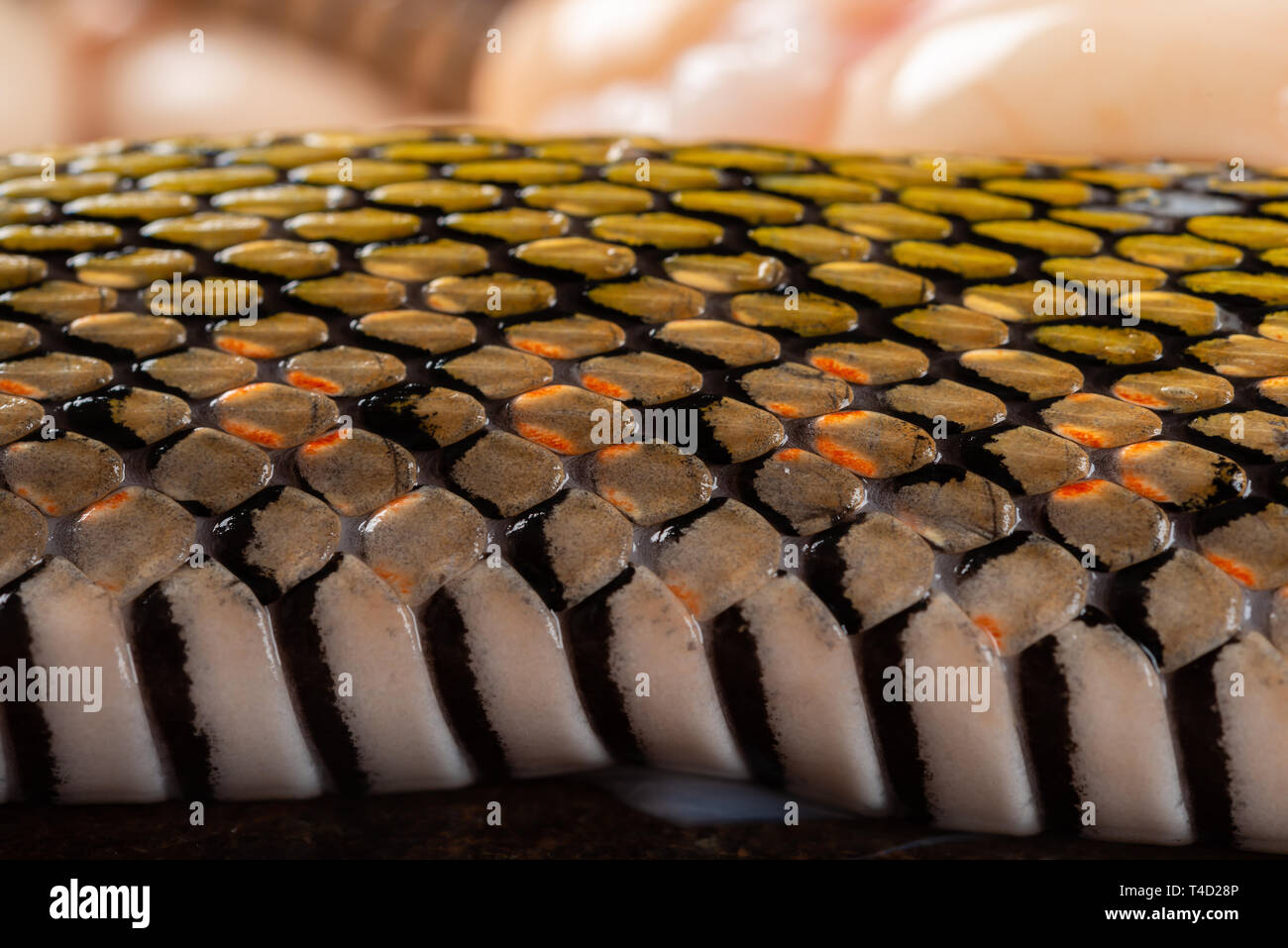 cutout snake body with eggs on a chop board Stock Photo - Alamy