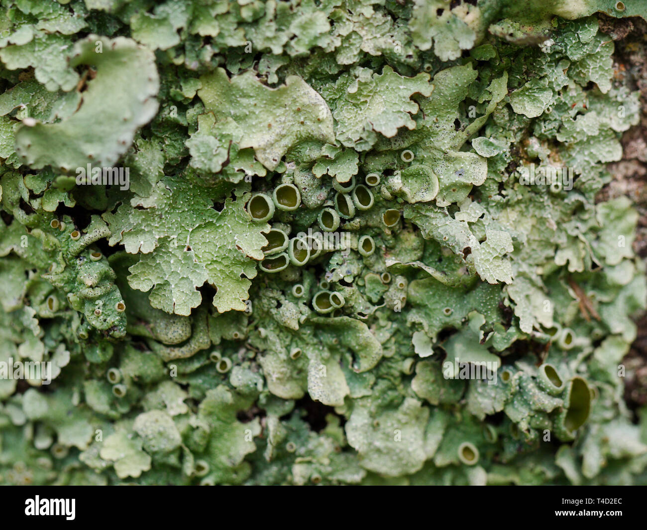 Lichen close up hi-res stock photography and images - Alamy