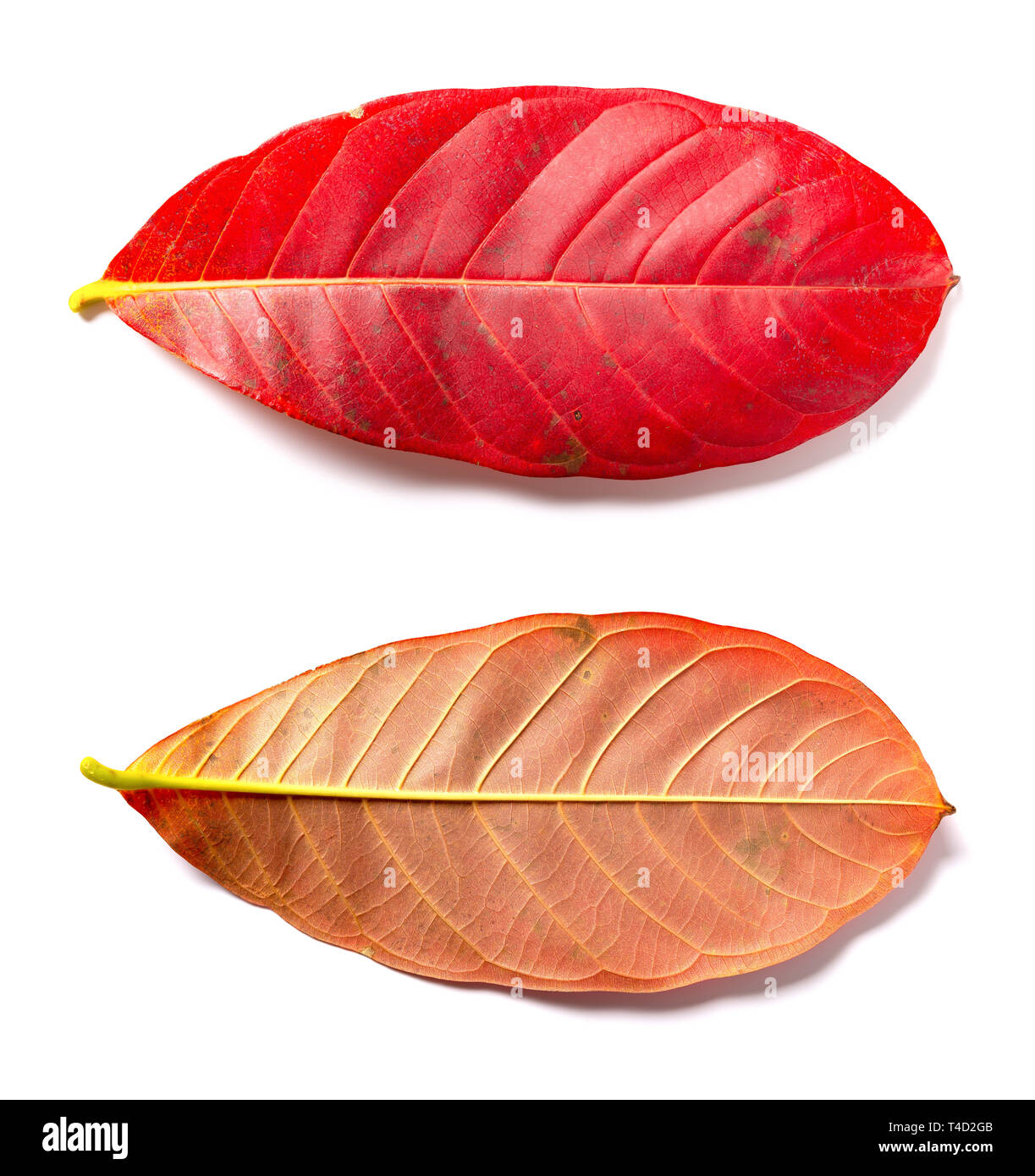 top and bottom of a red leaf on white background Stock Photo - Alamy