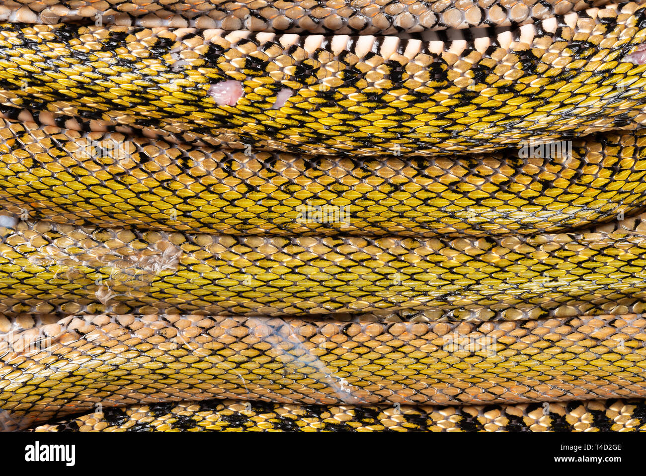 backs of cutout snake lined up horizontally Stock Photo - Alamy