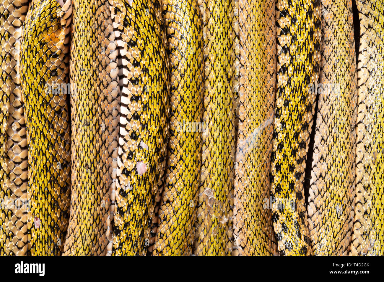 backs of cutout snake lined up vertically Stock Photo - Alamy