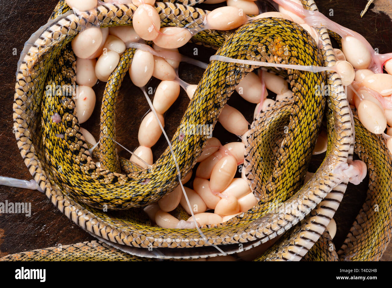 top view cutout snake body with eggs on a chop board Stock Photo - Alamy