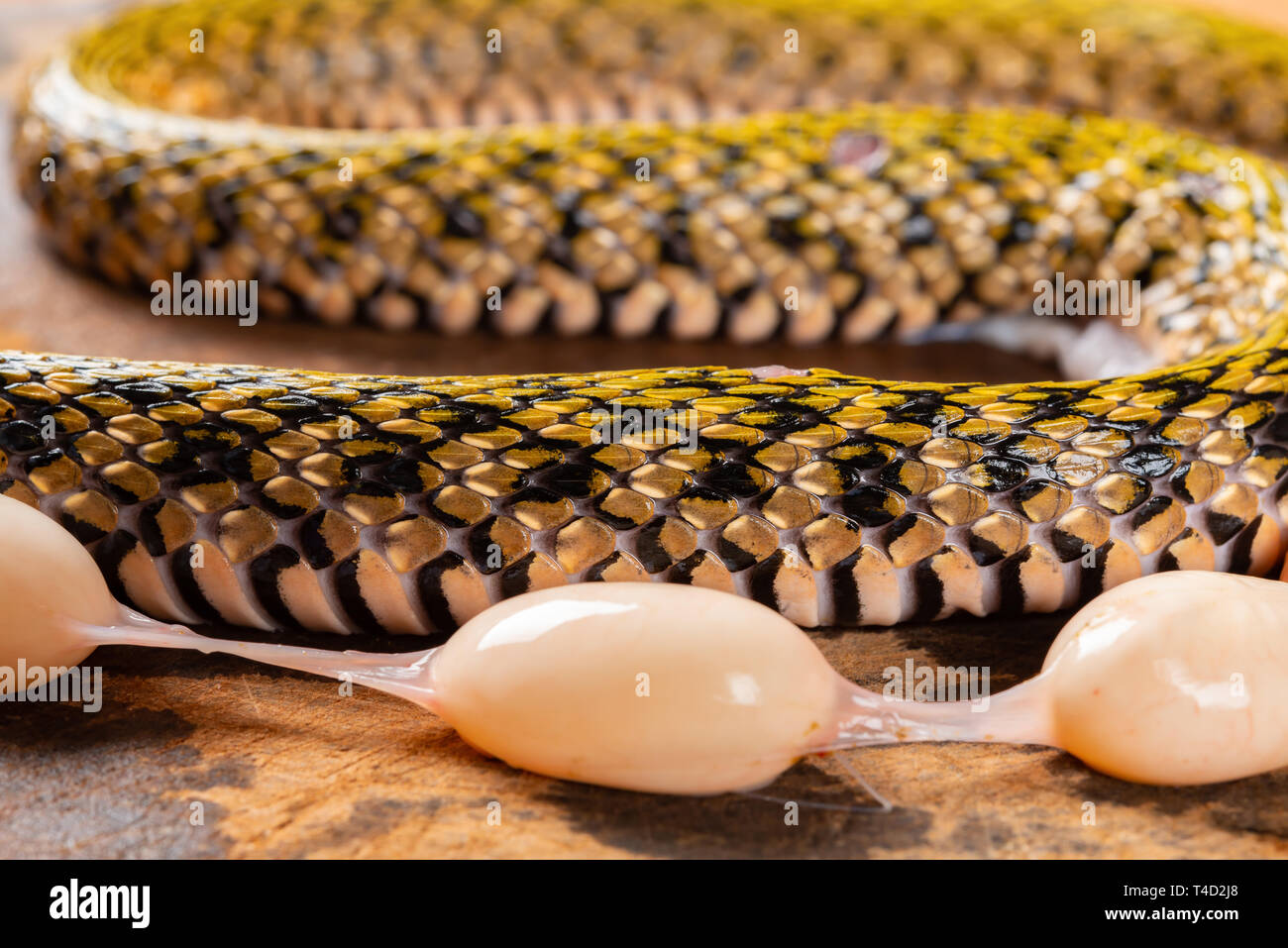 cutout snake body with eggs on a chop board Stock Photo - Alamy