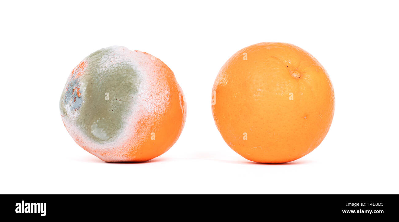 Rotten orange isolated on a white background Stock Photo - Alamy
