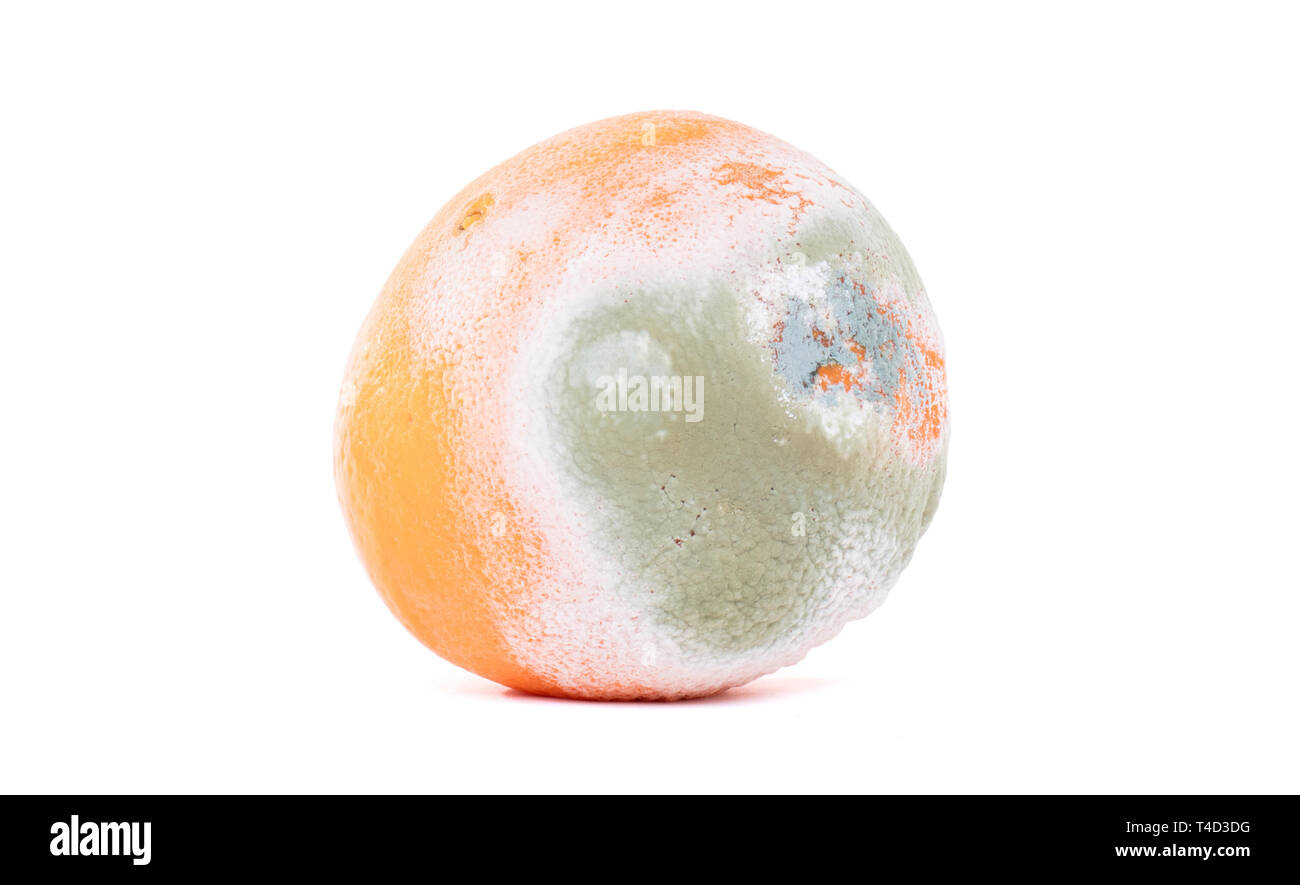Rotten orange isolated on a white background Stock Photo - Alamy