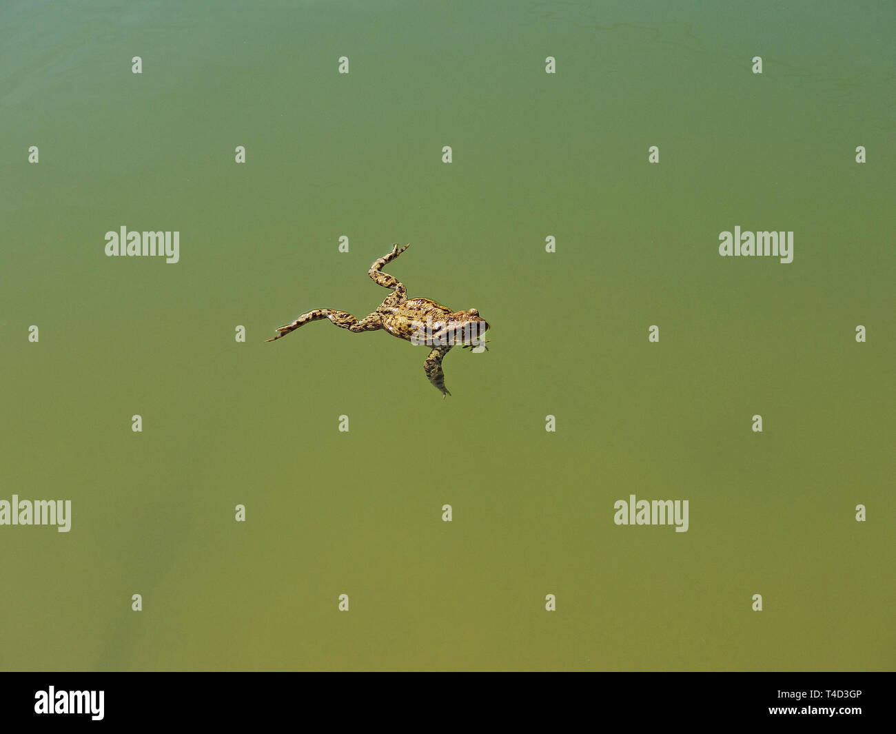 Lake frog hi-res stock photography and images - Alamy