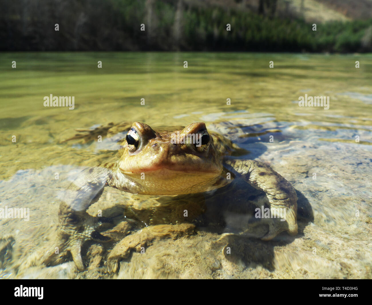 Frog spring move to lake Stock Photo - Alamy
