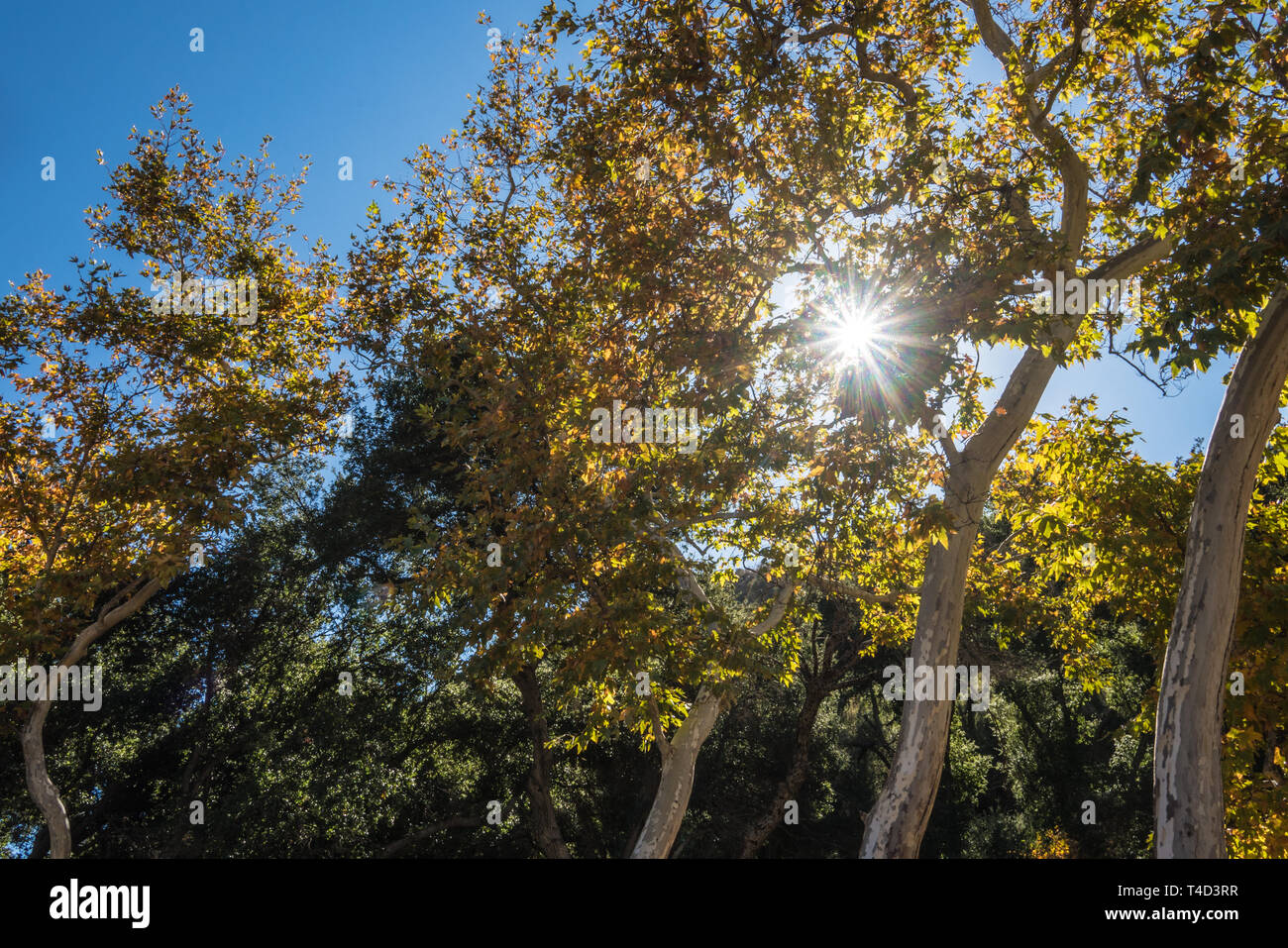 Midday sunlight beams through the branches and leaves of tall waving ...