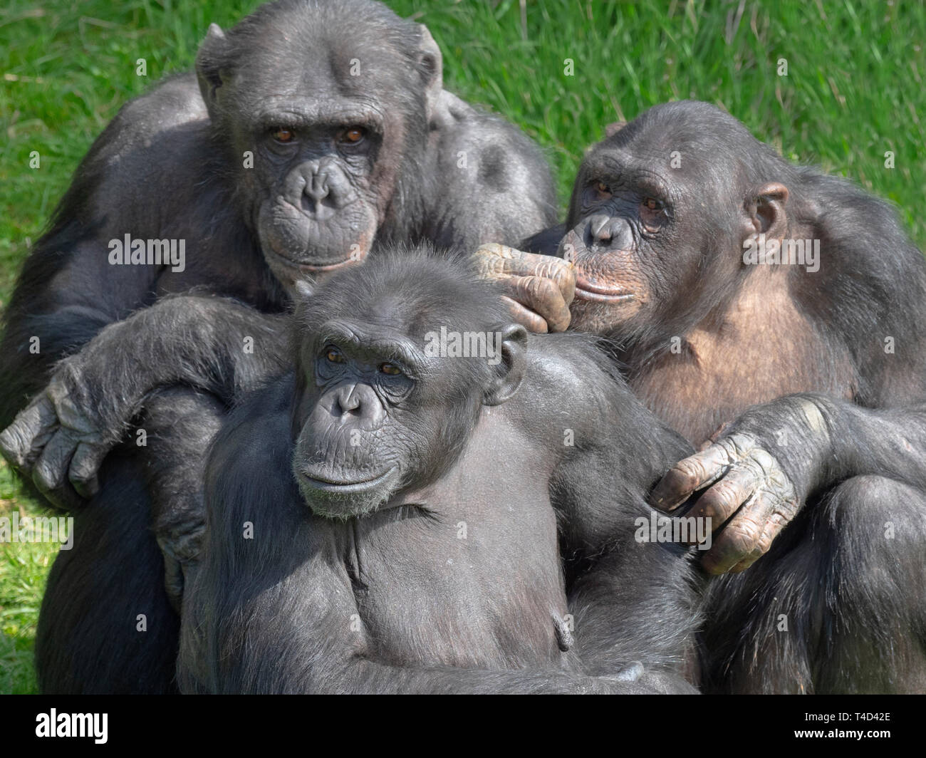 Three Chimpanzee Pan troglodytes portrait captive mammal Stock Photo ...