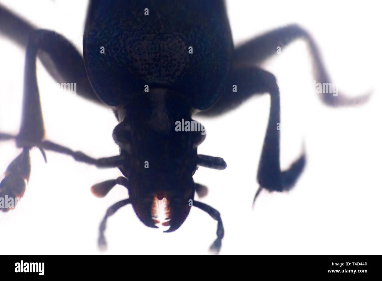 beetle head with jaws ultra close-up on white background Stock Photo ...