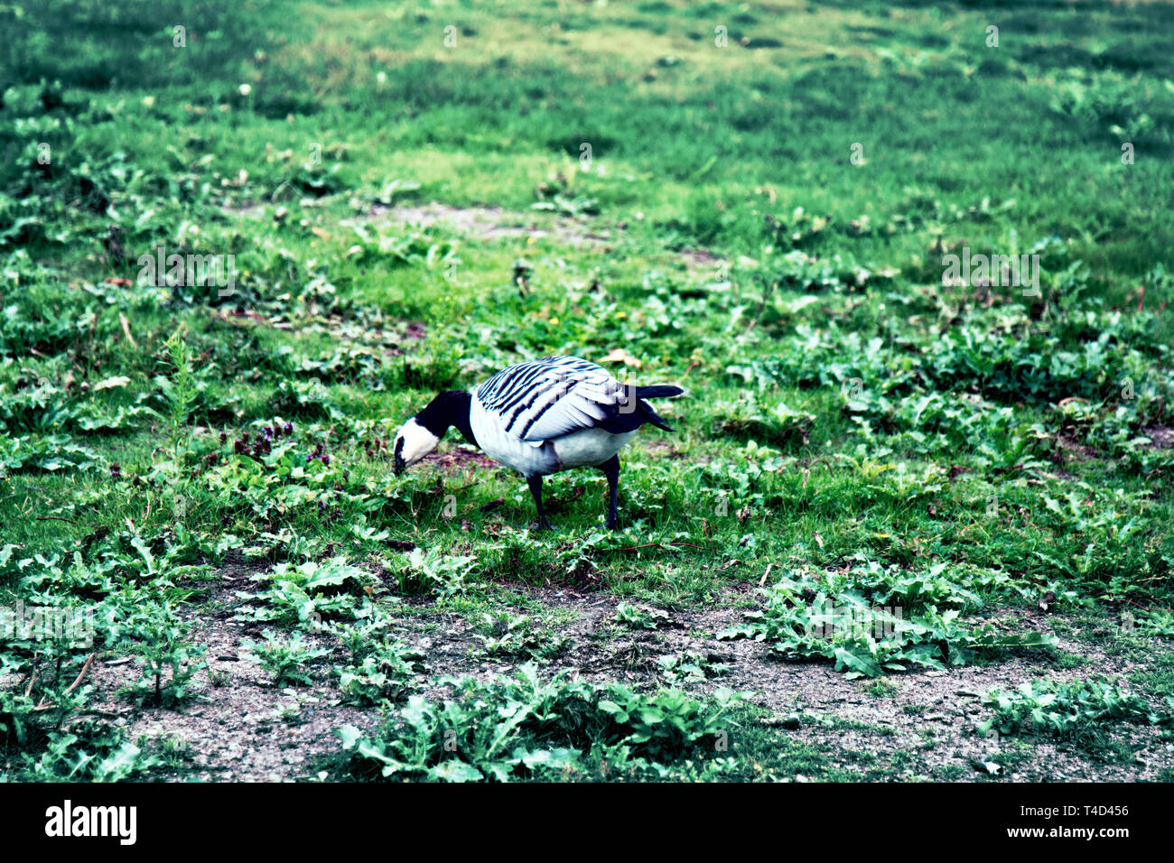 Wild geese, beautiful goose. Barnacle geese, Branta leucopsis, fed in ...