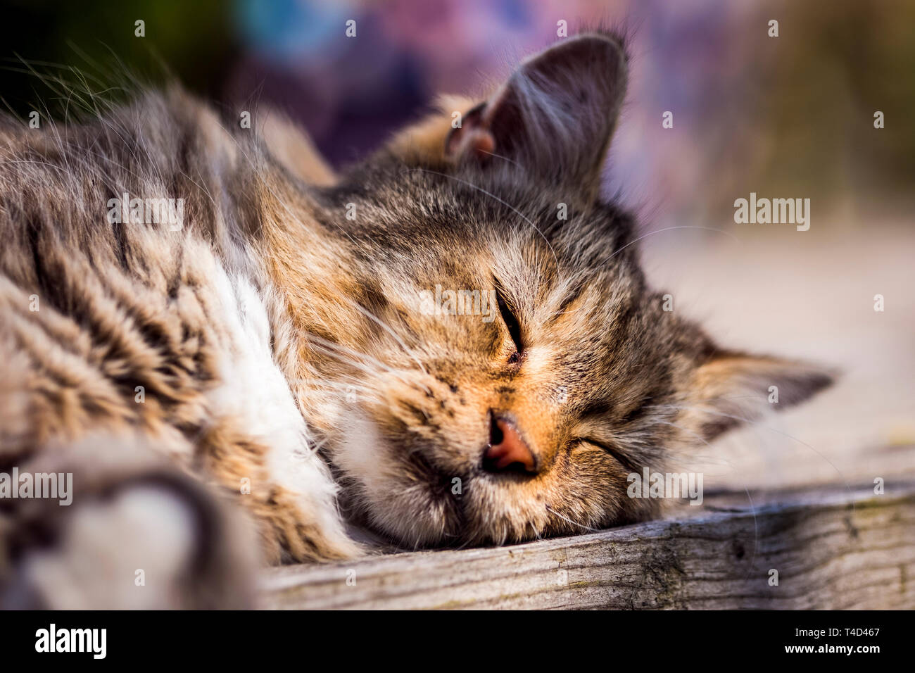 A Cat Enjoying some relaxing playtime! Stock Photo - Alamy