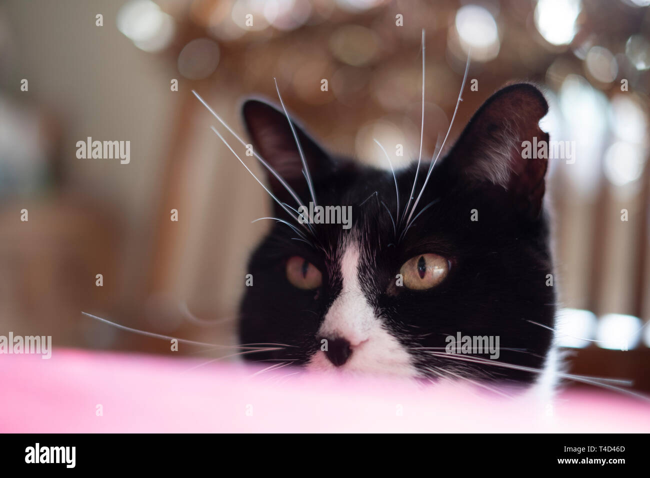 Animal playtime hi-res stock photography and images - Alamy