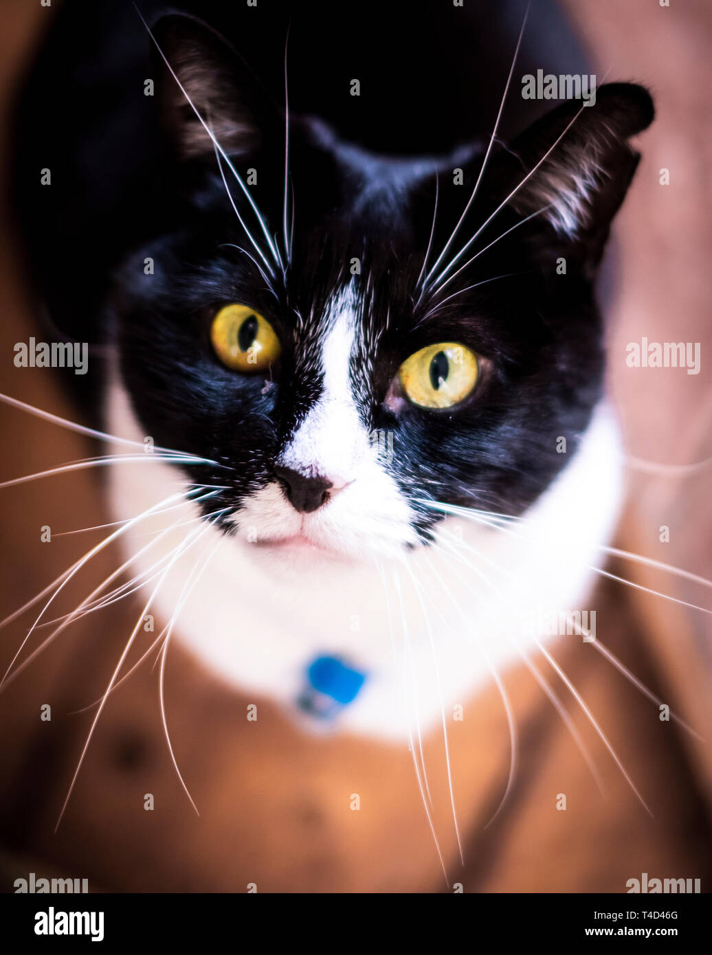 A Cat Enjoying some relaxing playtime! Stock Photo - Alamy
