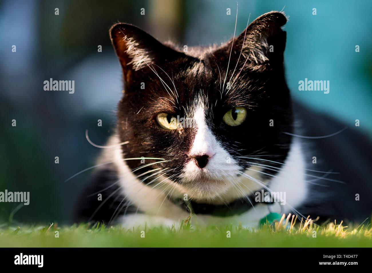 A Cat Enjoying some relaxing playtime! Stock Photo - Alamy