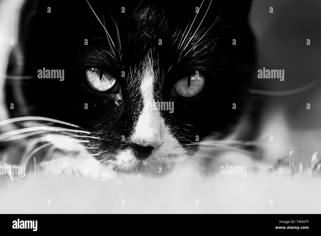 A Cat Enjoying some relaxing playtime! Stock Photo - Alamy