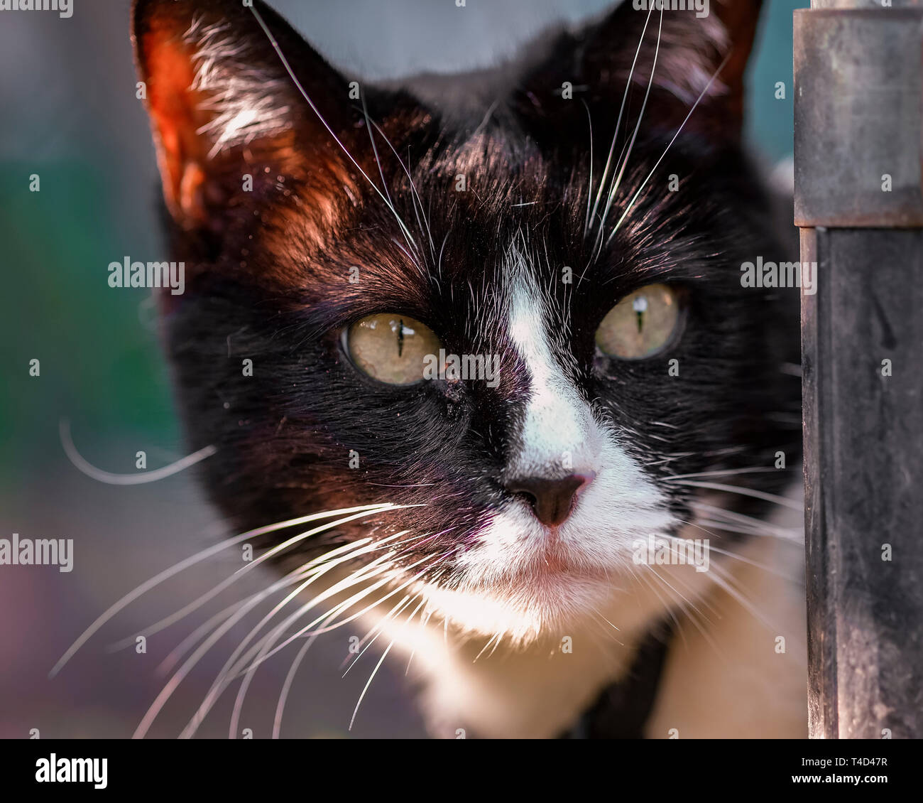 A Cat Enjoying some relaxing playtime! Stock Photo - Alamy