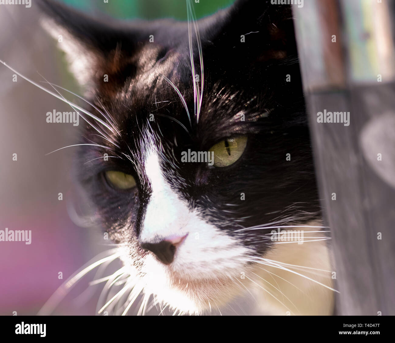 A Cat Enjoying some relaxing playtime! Stock Photo - Alamy