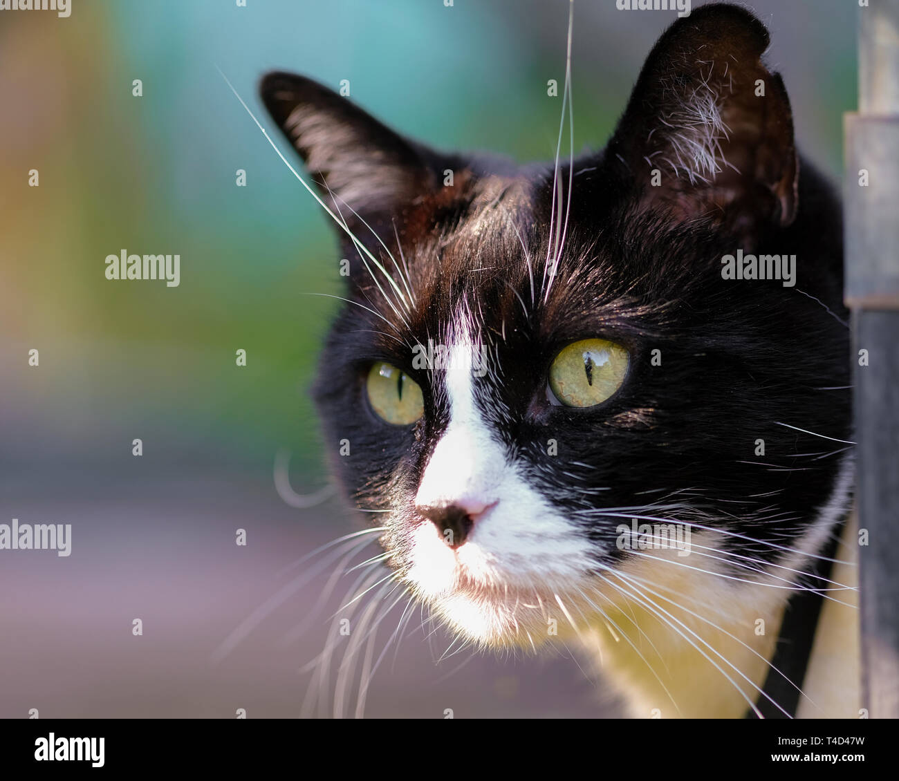 A Cat Enjoying some relaxing playtime! Stock Photo - Alamy