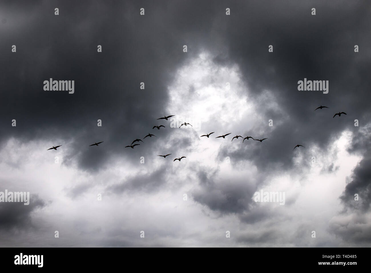 Gabriel's hounds. Phenology of autumn life. Barnacle goose fly South ...