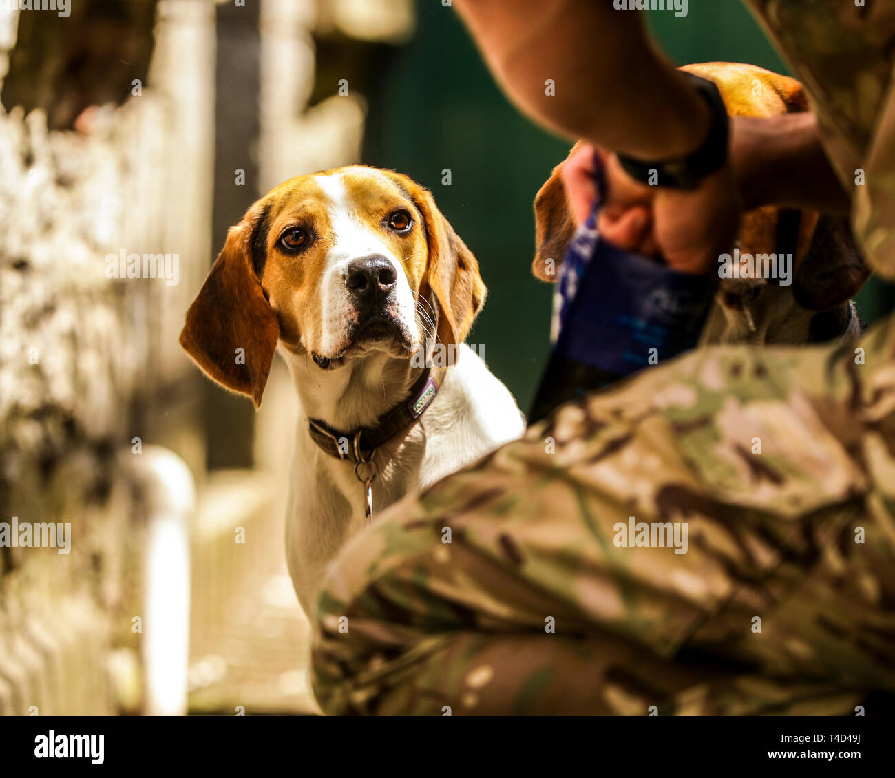 Beagle Dog enjoying Play Time outdoors on an Old Military Base in Devon ...
