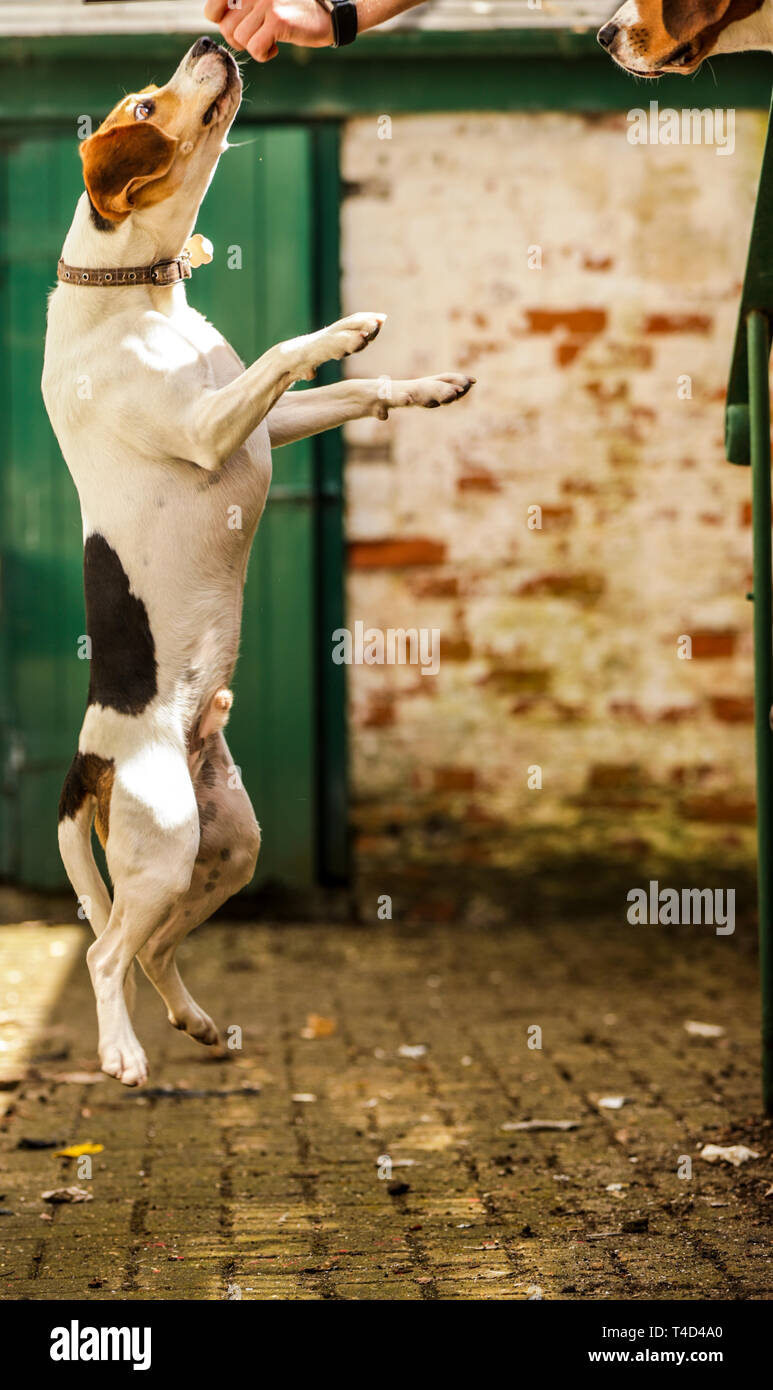 Beagle Dog enjoying Play Time outdoors on an Old Military Base in Devon ...