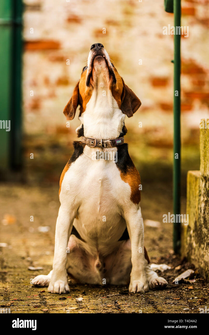 Beagle Dog enjoying Play Time outdoors on an Old Military Base in Devon ...