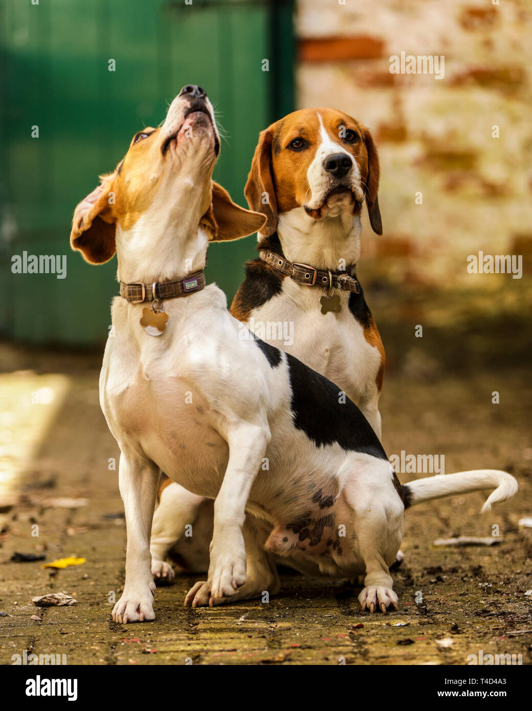 Beagles Happy To See Soldier
