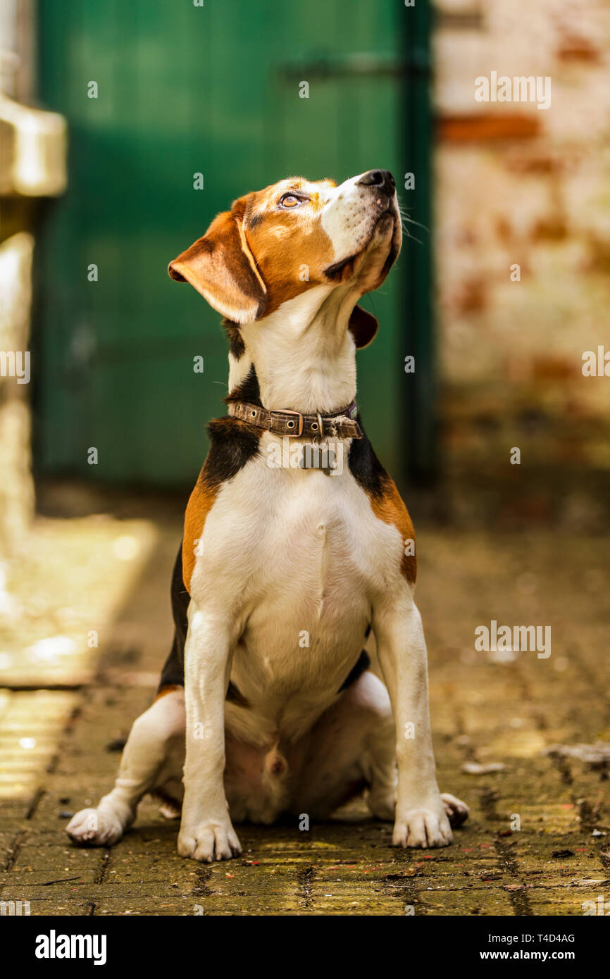 Military puppy hi-res stock photography and images - Alamy