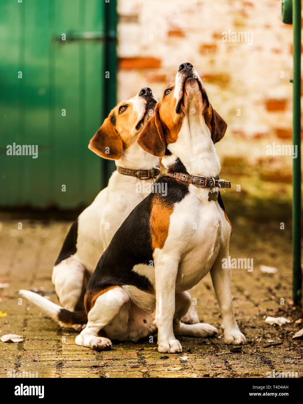 Beagle Dog enjoying Play Time outdoors on an Old Military Base in Devon ...