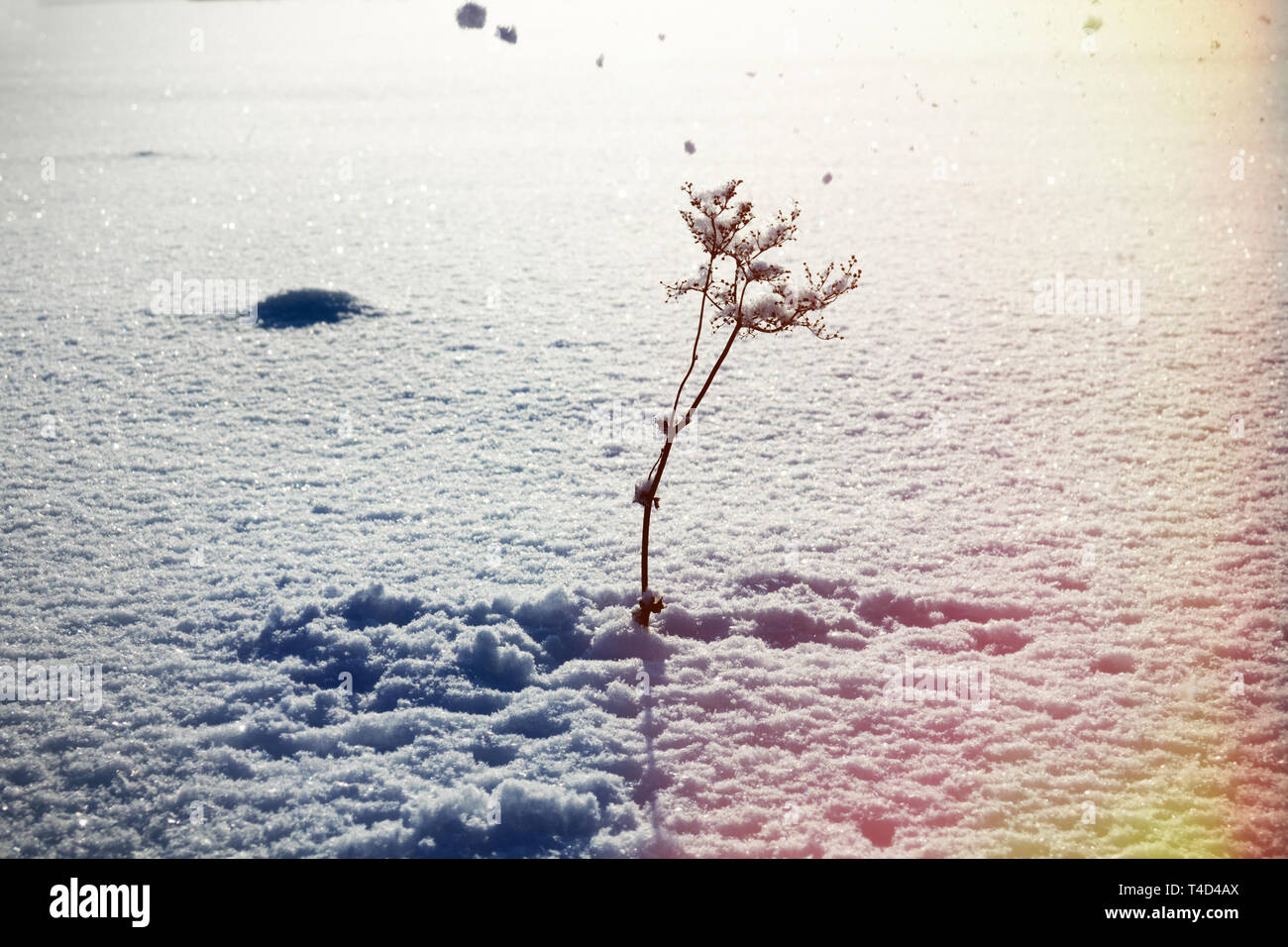 Lump of trees hi-res stock photography and images - Alamy