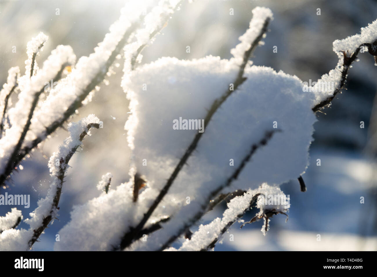 Rosa rugosa rubra winter hi-res stock photography and images - Alamy