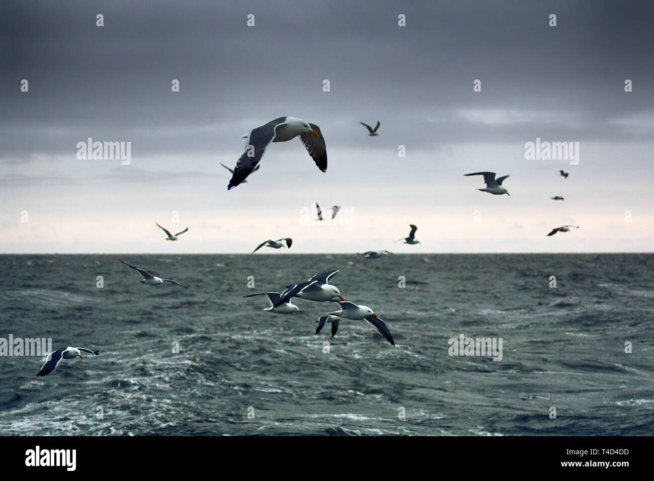 Larus fuscus heuglini hi-res stock photography and images - Alamy