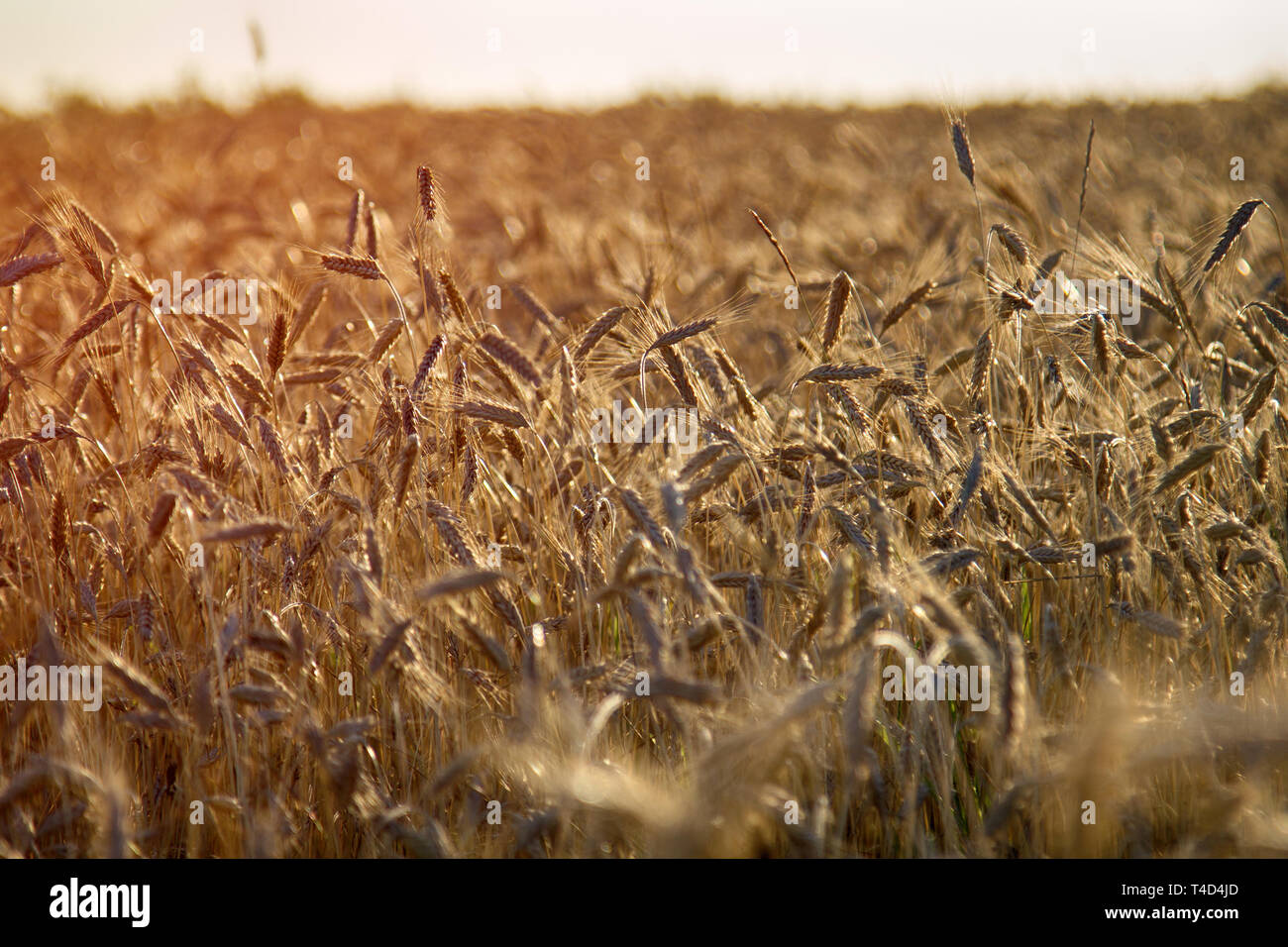 Wheat Beards.Wheat field morning sunrise and yellow sunshine Stock ...