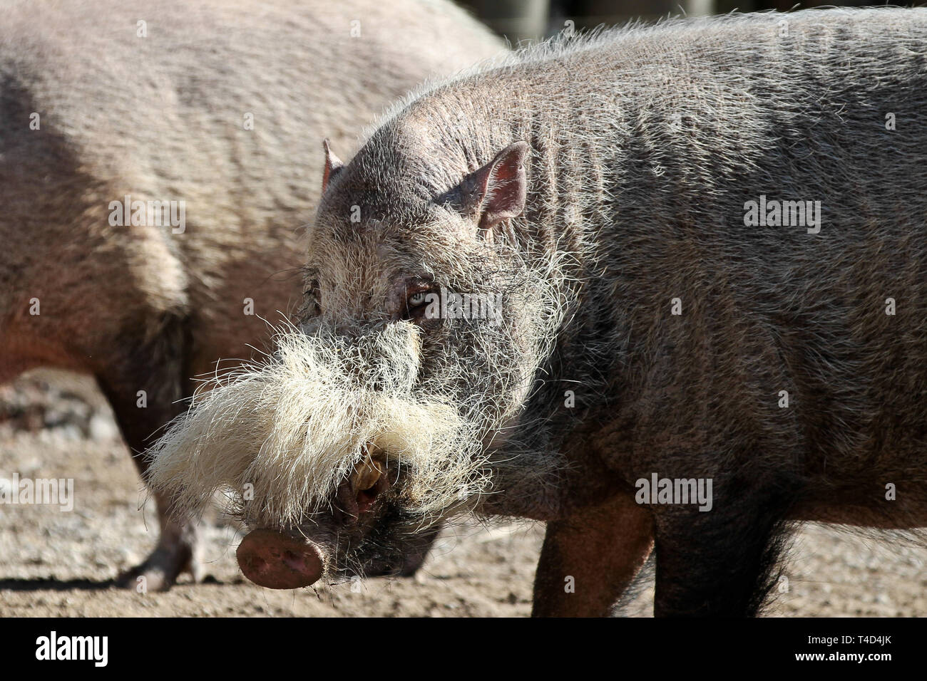 Bornean bearded pig, Sus barbatus, also known as the bearded pig is a ...