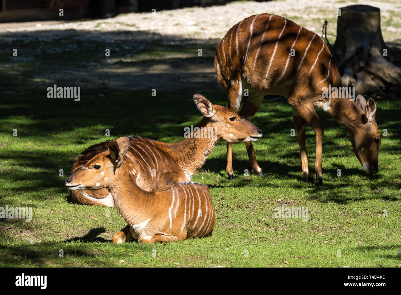 Indian Blackbuck, Antelope cervicapra or Indian antelope. The blackbuck ...