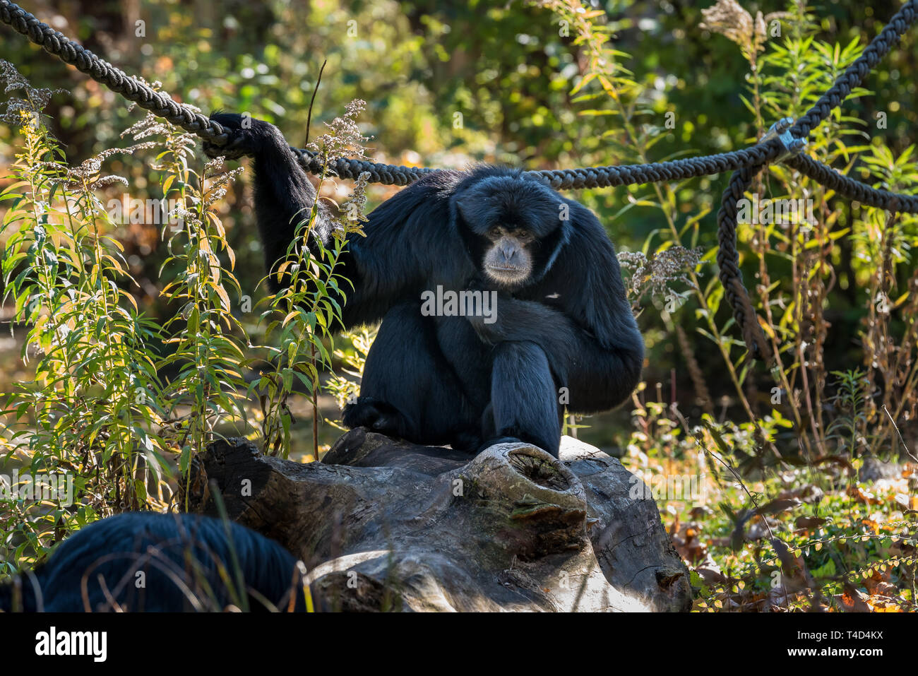 The siamang,Symphalangus syndactylus is an arboreal black-furred gibbon ...