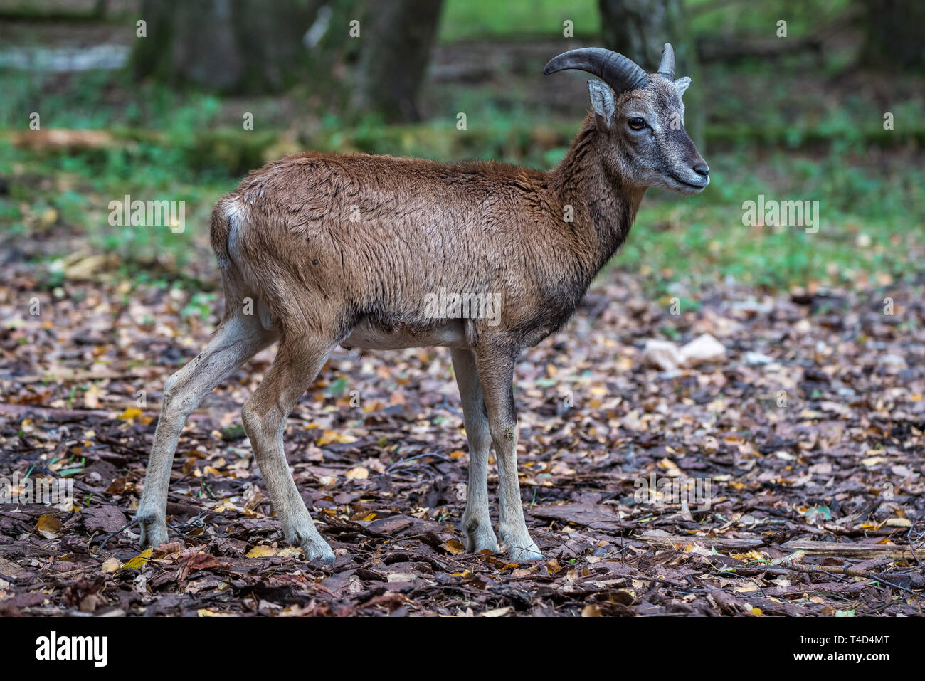 The European mouflon, Ovis orientalis musimon is the westernmost and ...