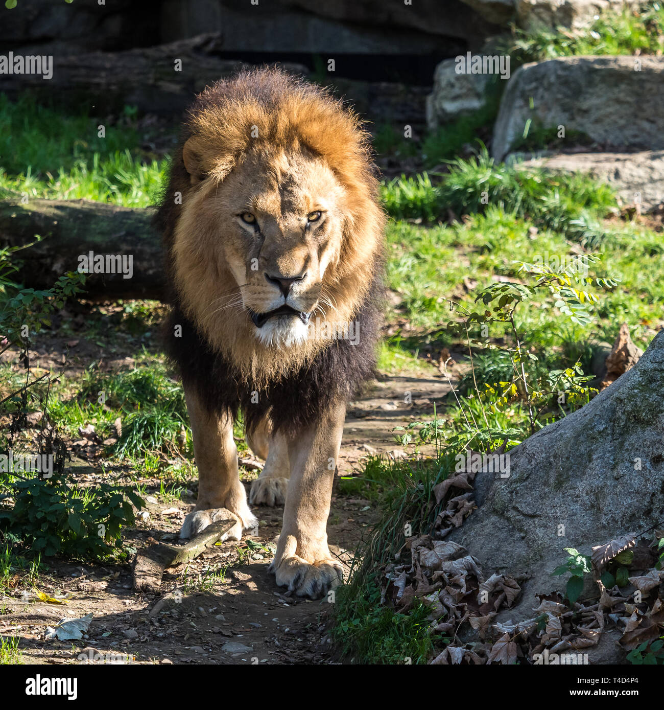 The lion, Panthera leo is one of the four big cats in the genus ...