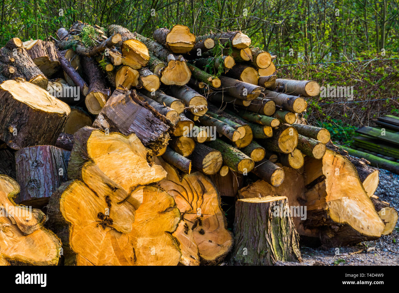 Large fire stump hi-res stock photography and images - Alamy