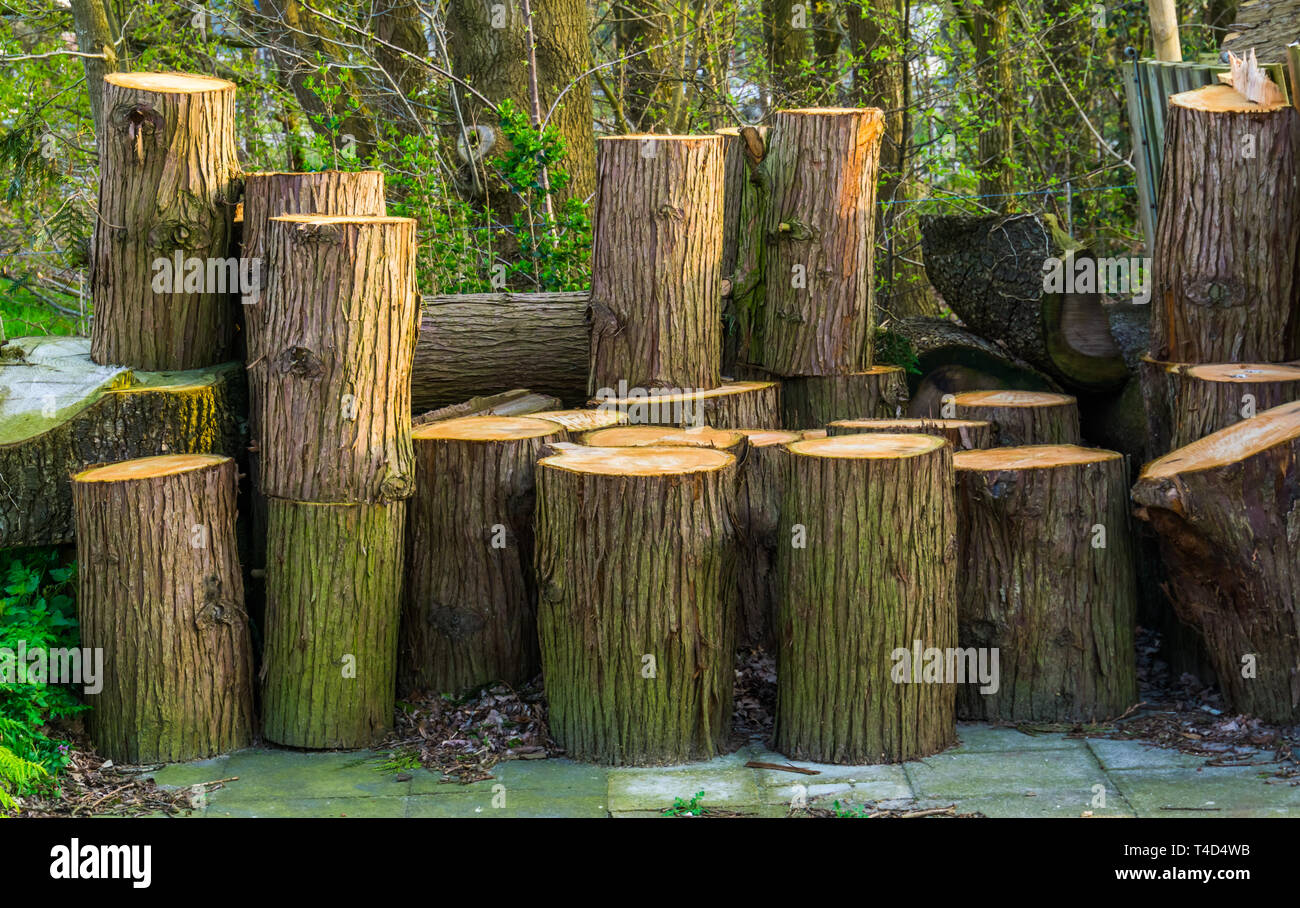Deforestation timber lumber boles hi-res stock photography and images ...