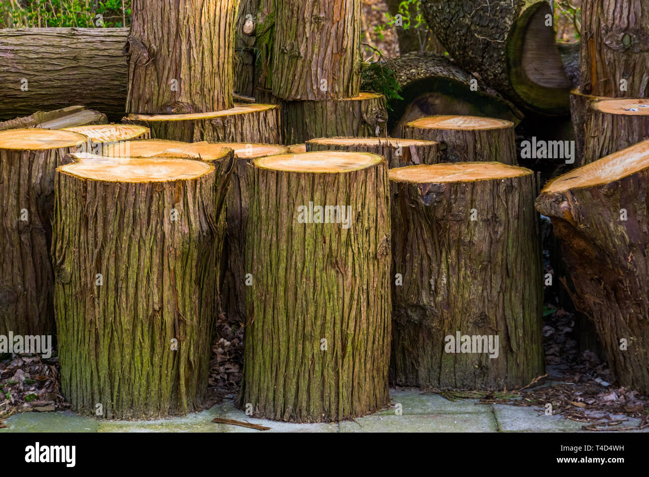 closeup of cut tree trunks, timbered wood, accumulation of fire wood ...