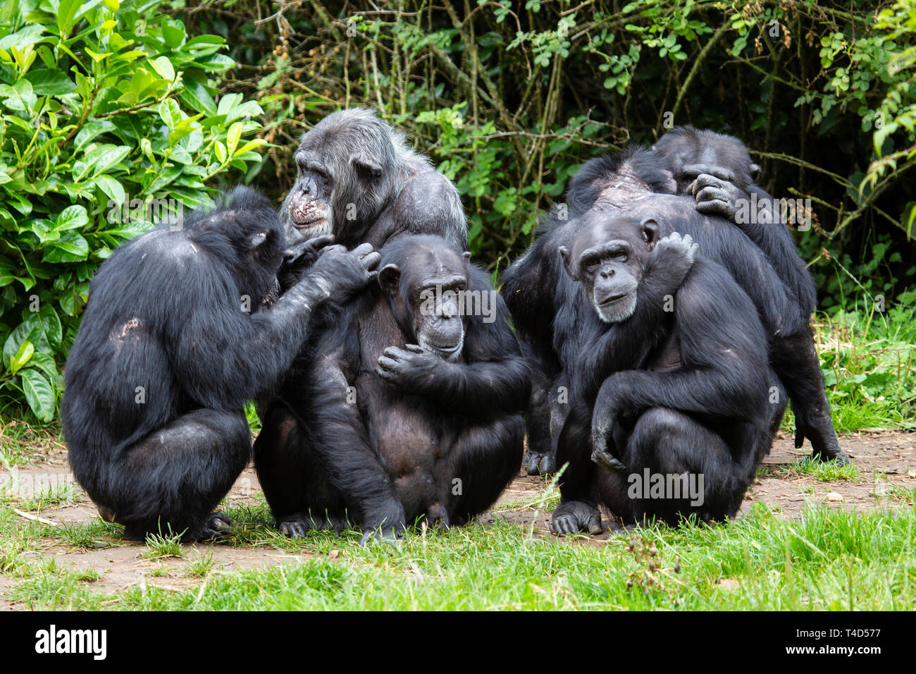 Whoop of chimpanzees hi-res stock photography and images - Alamy