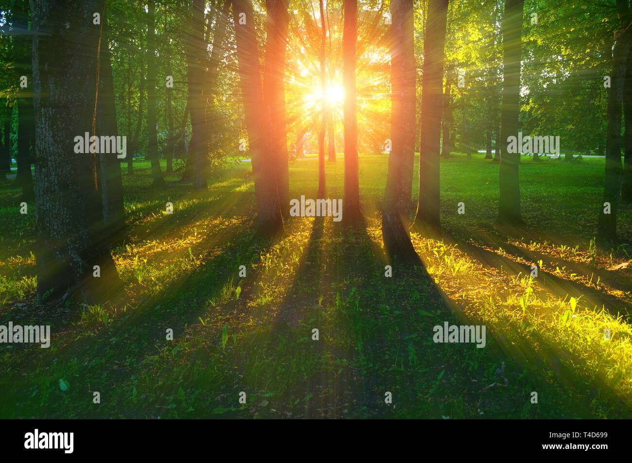 Forest summer landscape - forest trees with grass on the foreground and ...