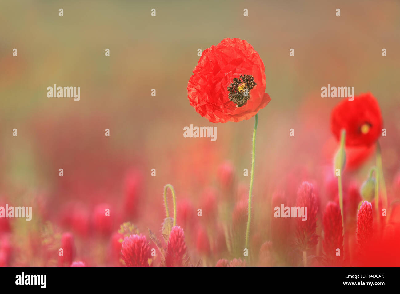 Tall clover hi-res stock photography and images - Alamy