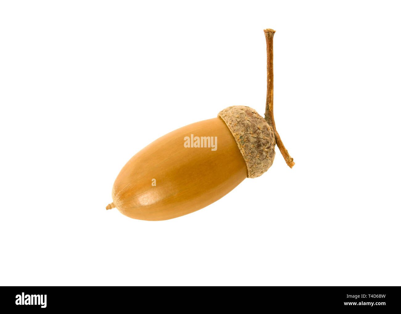 Ripe acorn hi-res stock photography and images - Alamy