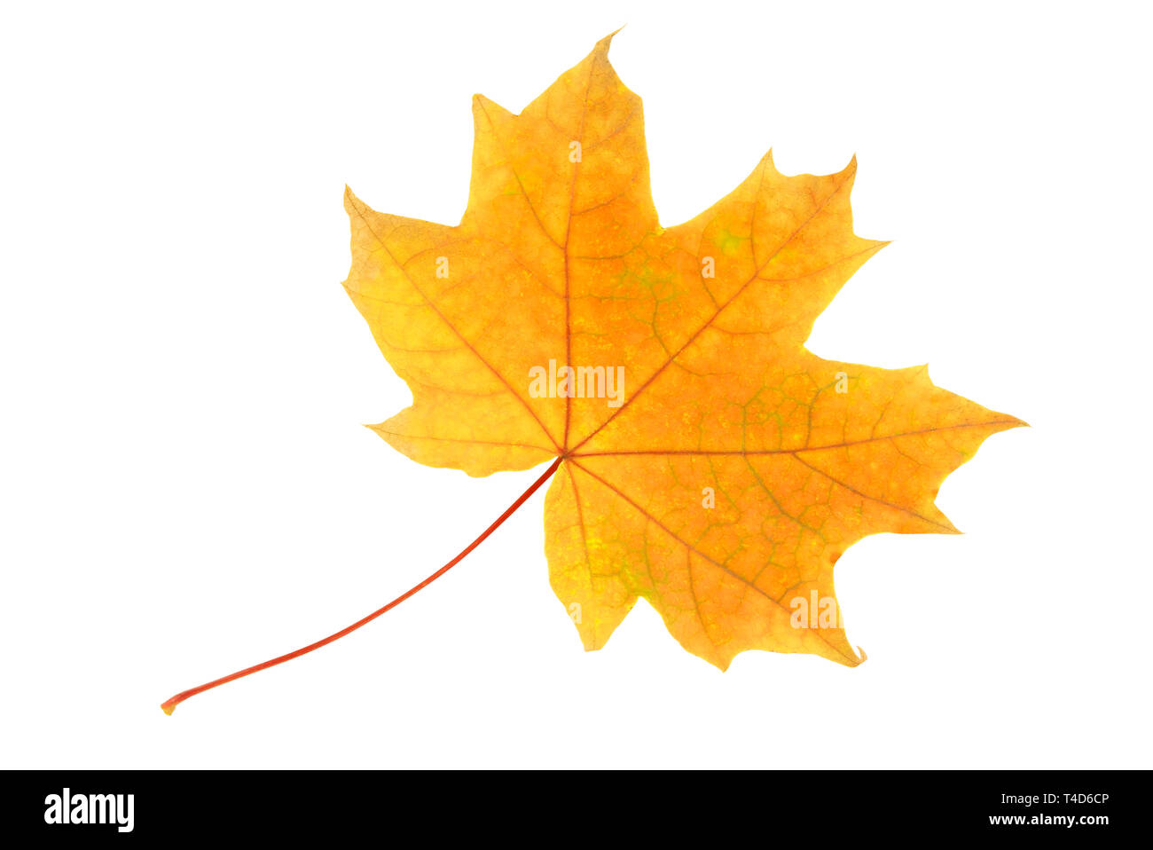Autumn maple leaf isolated on white background Stock Photo - Alamy